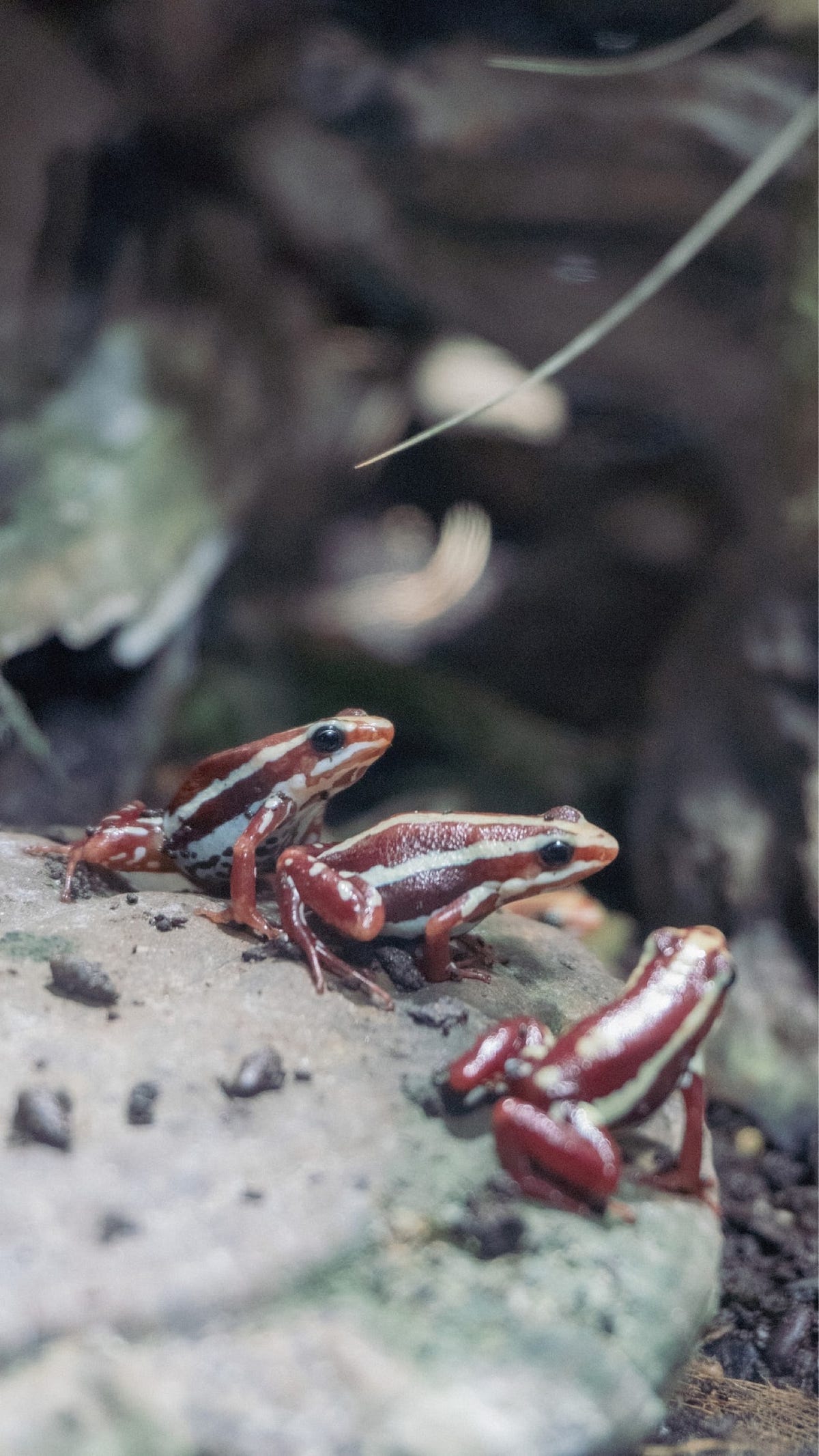 Seven Little Frogs. This story I heard recently when I… | by Ginga ...