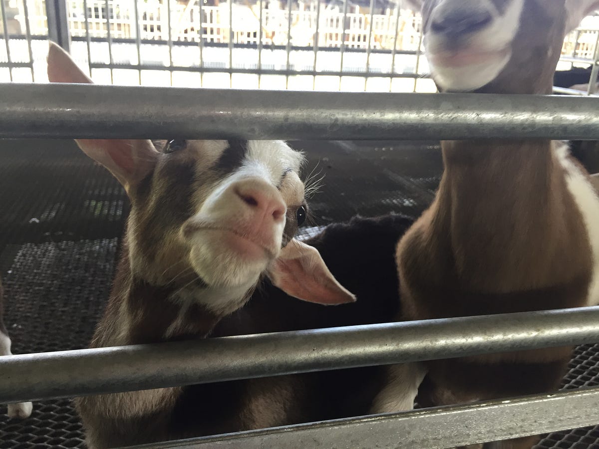 Family Trip to the Goat Farm. Part 4 of our mini series on… | by ...