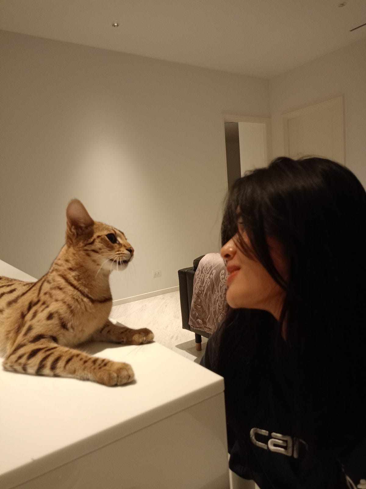 Transformative Journey: Overcoming Cat Phobia with the Help of Kobra ...