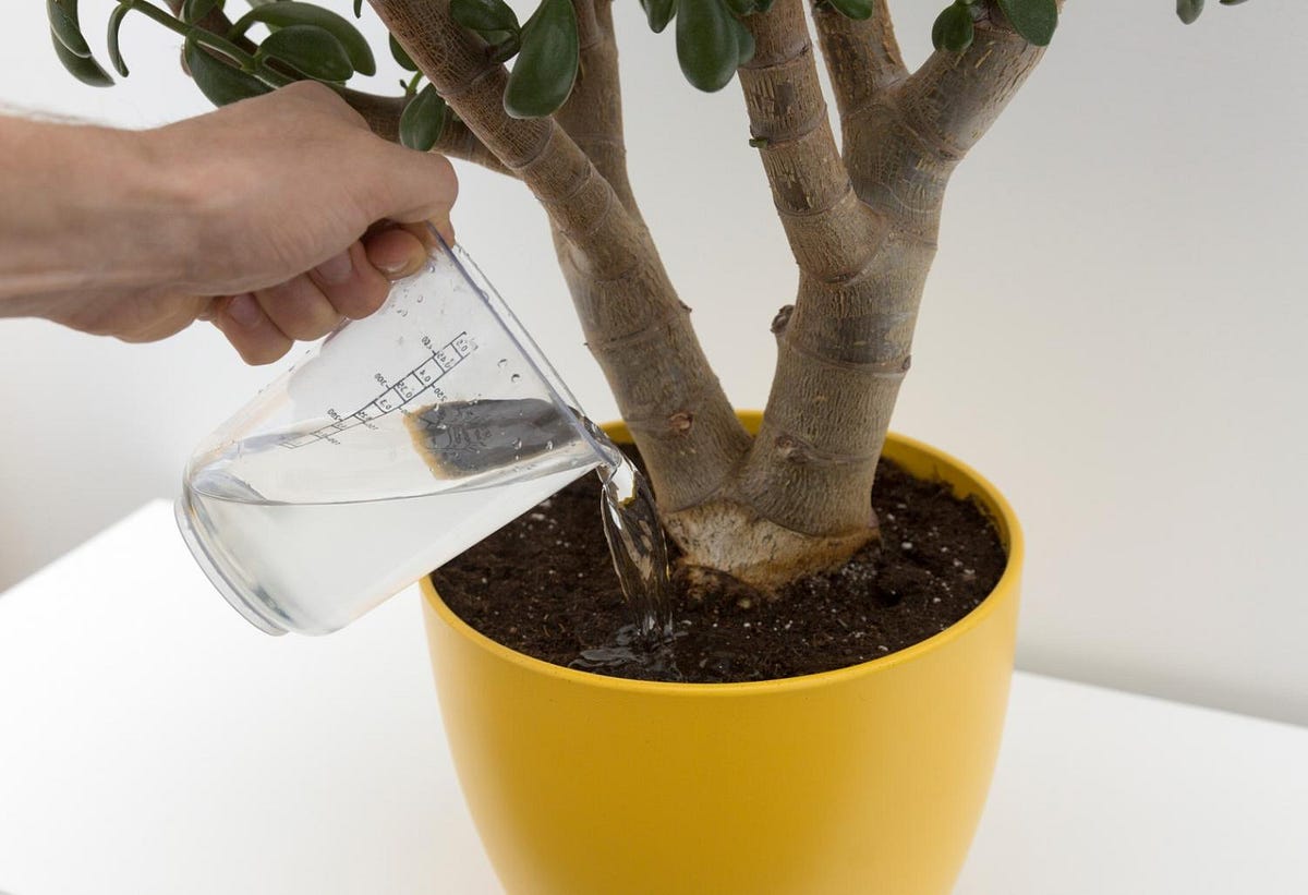 Tips from the Green Angel: how to properly water your plants | by ...