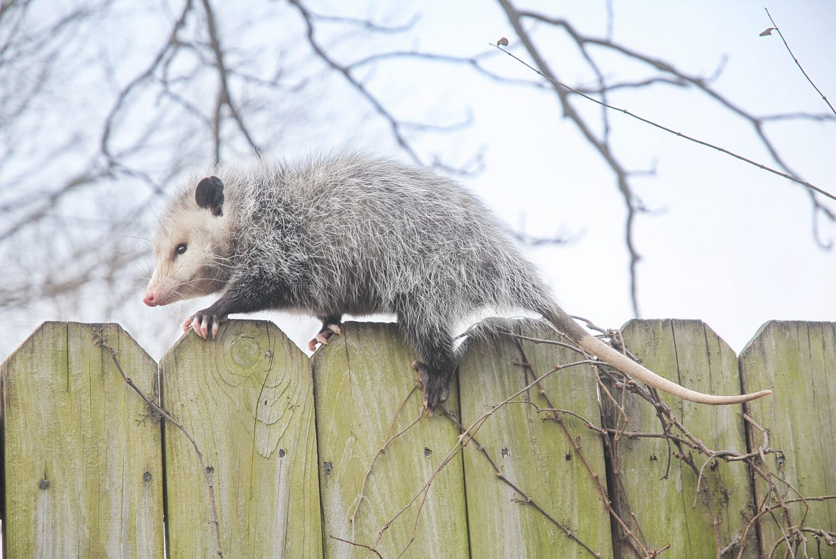 A Possum Played Dead and Fooled Me | by Alex Praytor | Medium