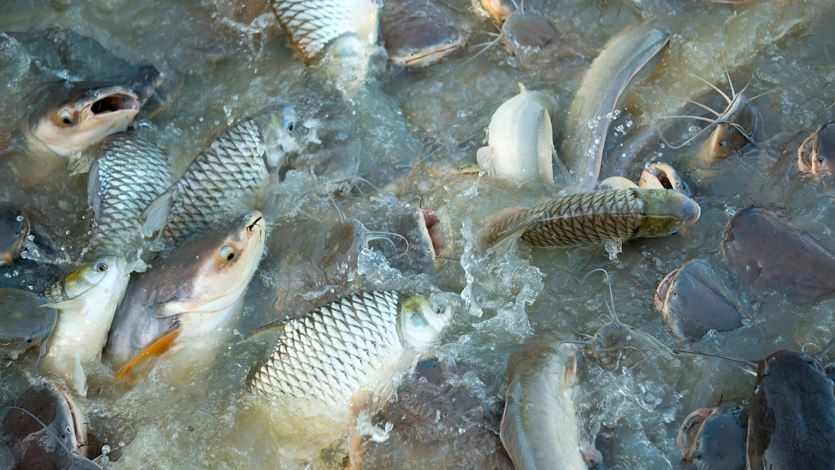 Cara Bikin Pelet Ikan Buat Mancing, Dijamin Praktis! | by Shasa | Jul ...