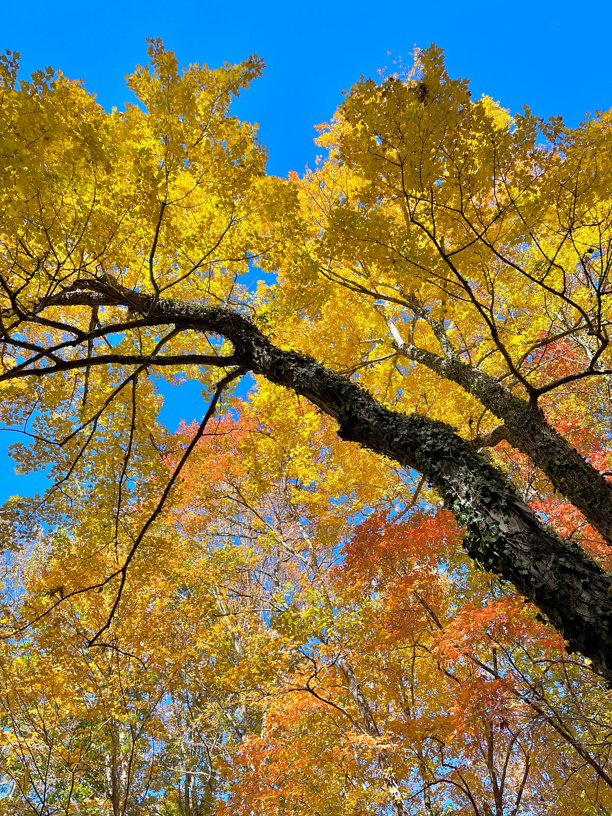 October Glory in the Blue Ridge Mountains | by Beth Bruno | Weeds & Wildflowers | Oct, 2023 | Medium
