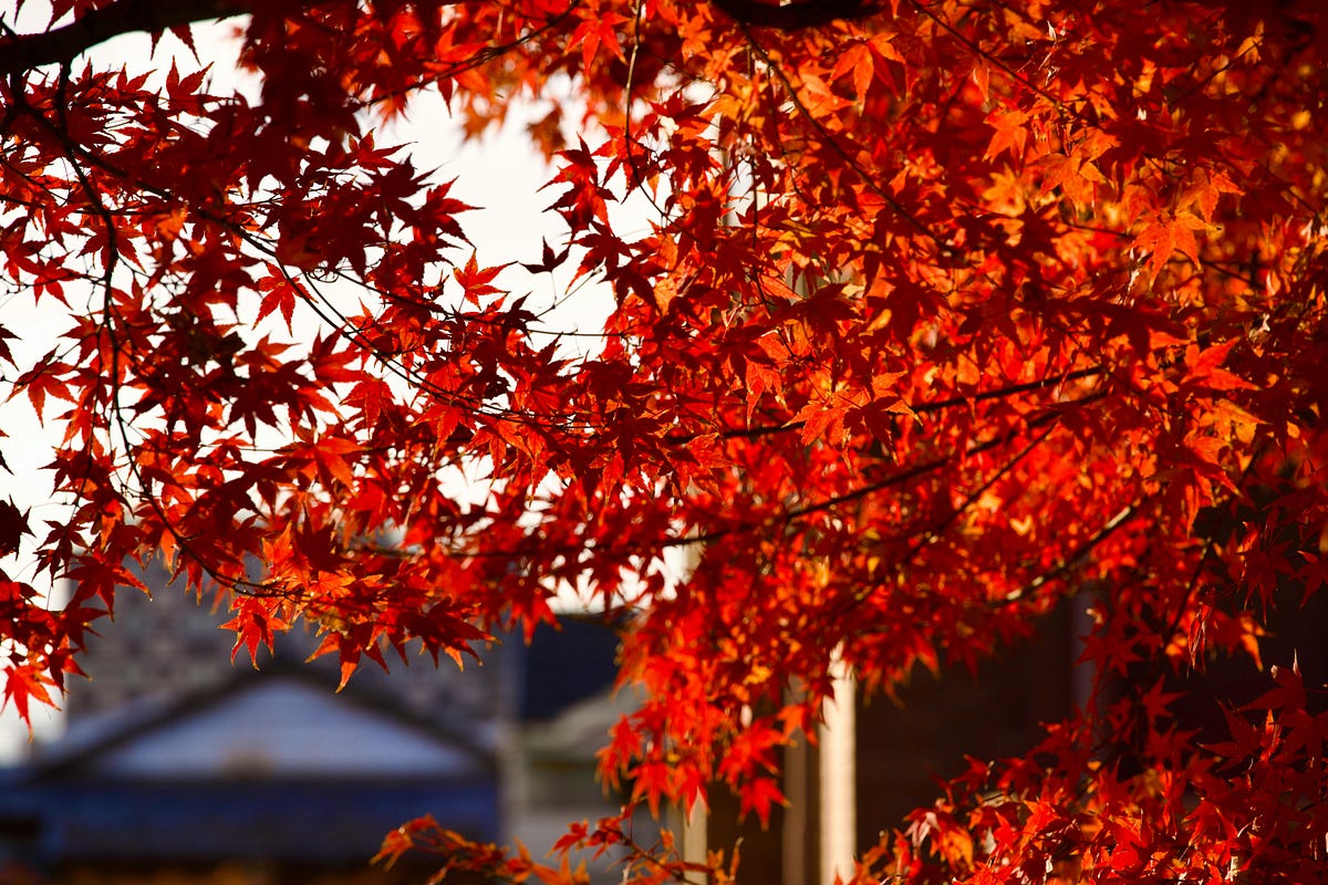 Ios Design Patterns Every Developer Should Master 🚀 By Anand Nimje May 2025 Medium