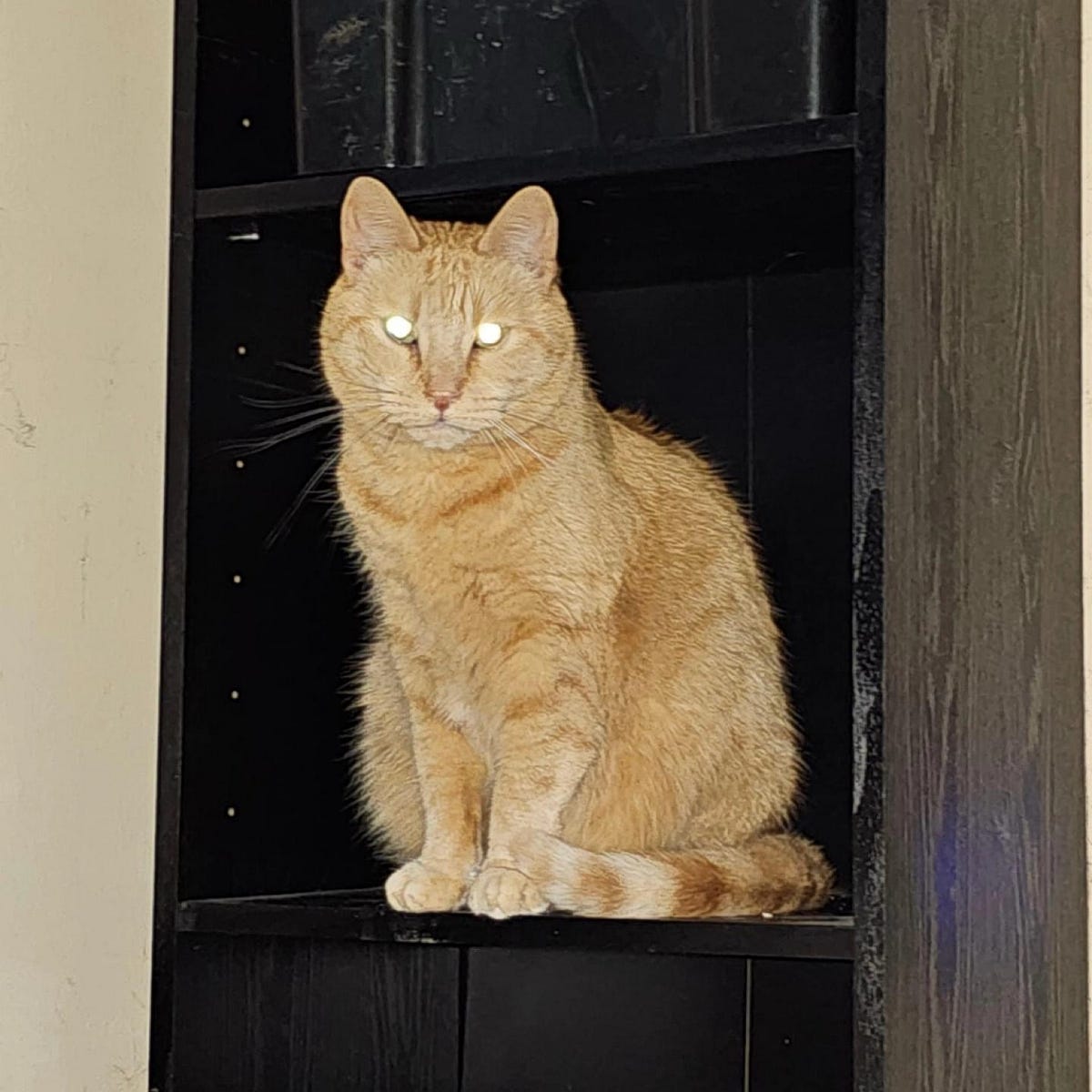 Conversation With A Cat | by Adrian Pritchard | Penny Press | Aug, 2024 ...