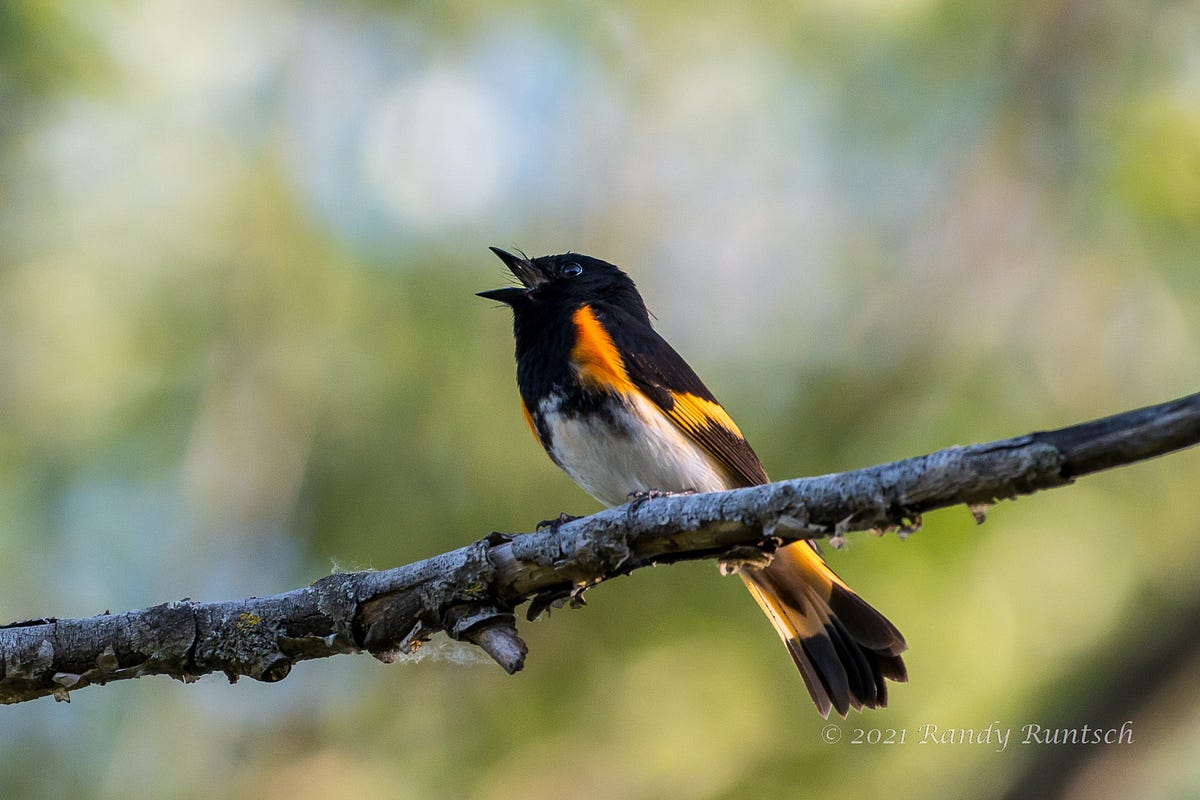 The Energetic Little American Redstart | by Randy Runtsch | Wildlife ...