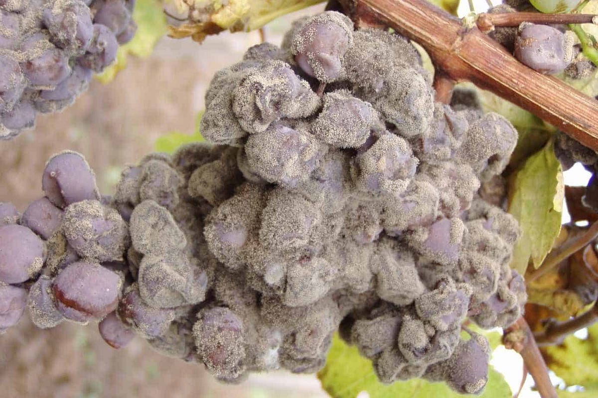 L’influenza della Botrytis Cinerea (Muffa Nobile) sulla produzione dei ...