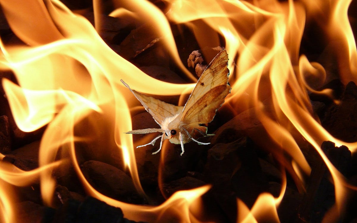 One Harrowing Day I Burned a Moth With My Bare Fingers | by Nikos ...