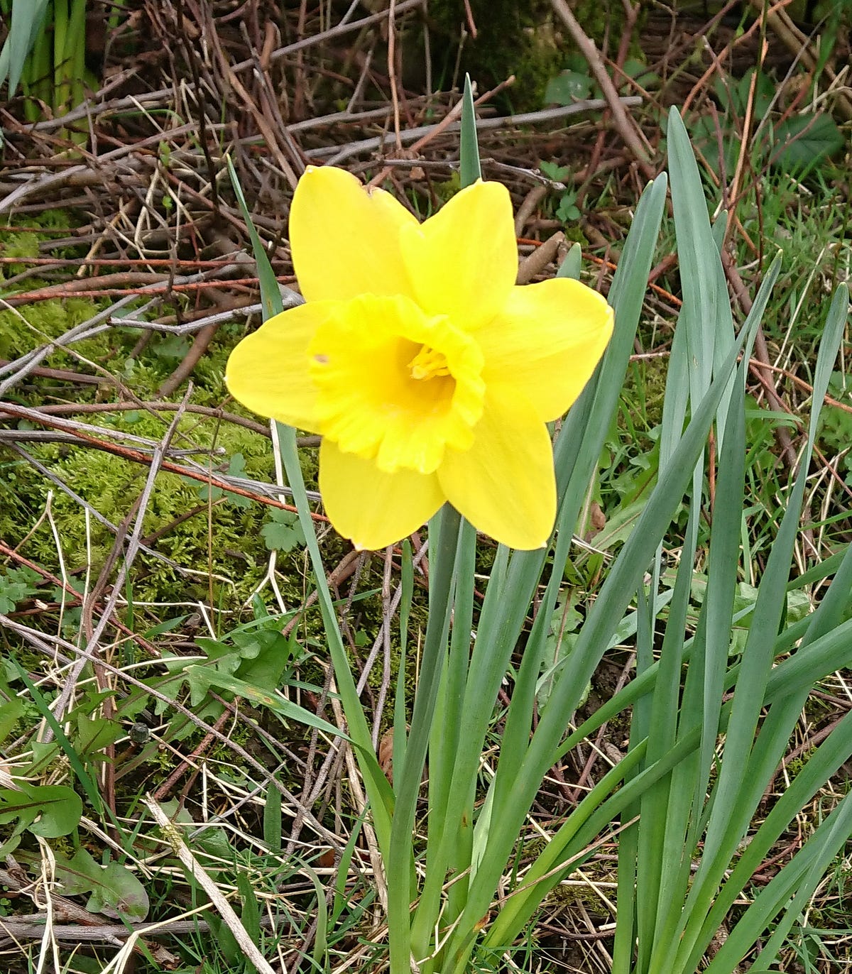 Spring Haiku - Thought Thinkers - Medium