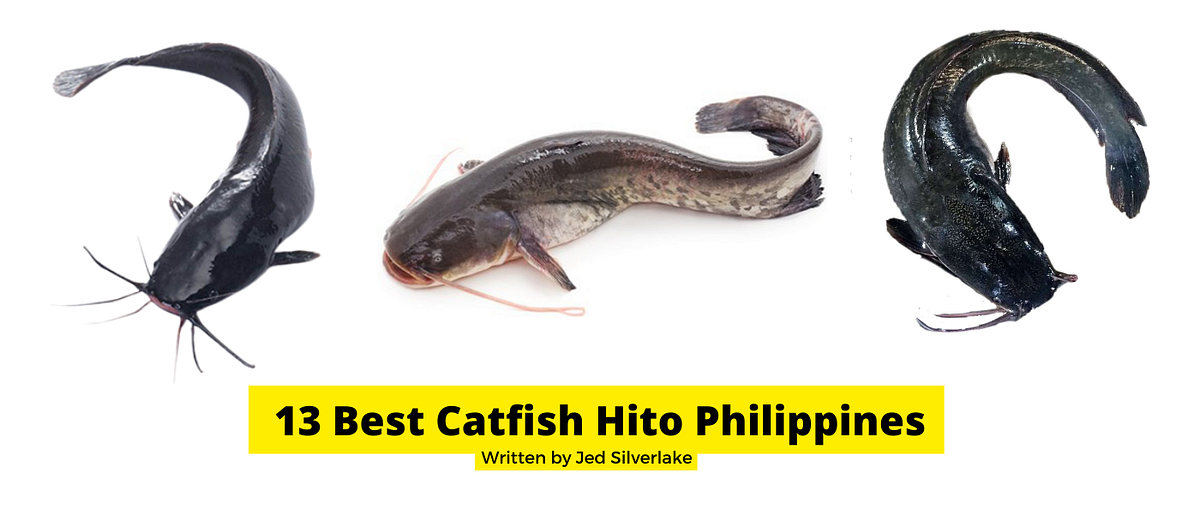 13 Best Catfish Hito Philippines 2022 (w/ Free Discount) | by Don't ...