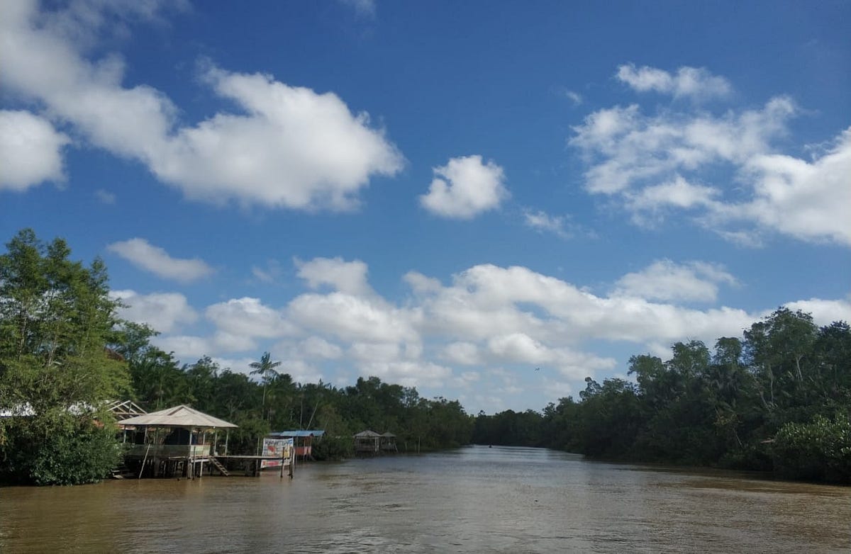 O conhecimento vivo da Amazônia. texto originalmente publicado em… | by Caroline Moraes ...