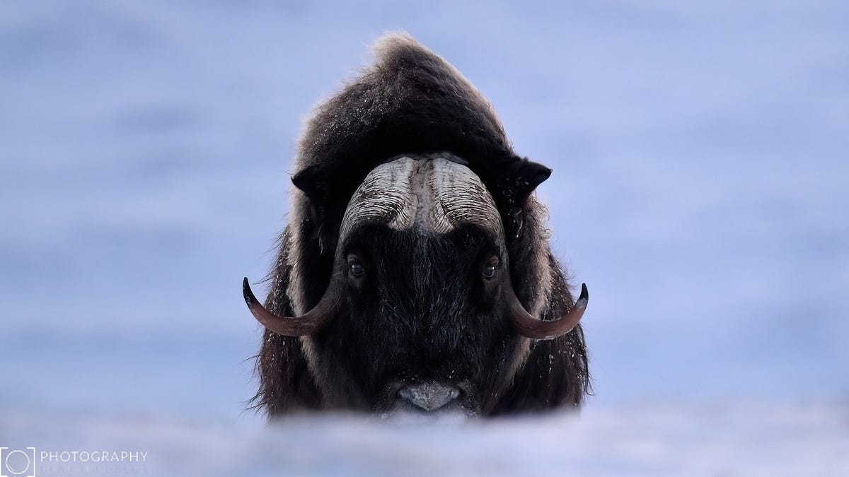 Stillness Beneath the Nordic Sky. A Winter Journey Among Musk Oxen | by Claudiu Falub | Aug ...