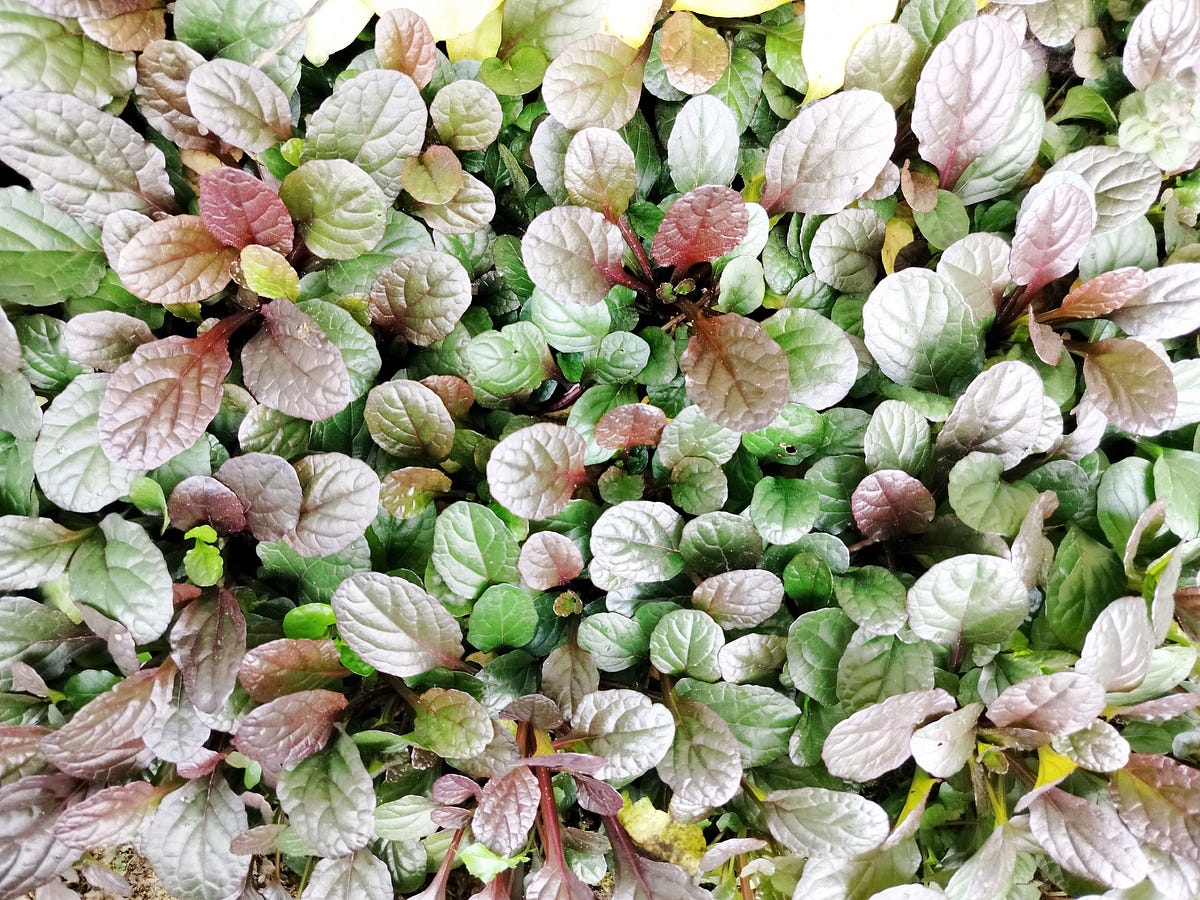 Enriching Your Landscape: Transforming Your Yard with Ajuga | by Tammy ...