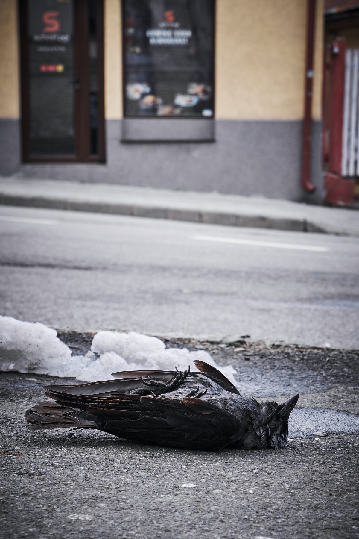 when the dead have no rest. the numbers of dead bodies lying on the ...