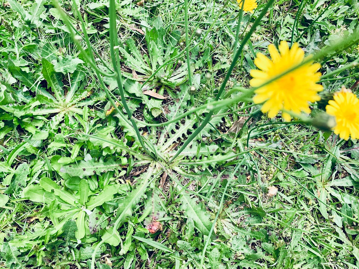 2 weeds are Chinese herbal medicine | by Rainbow Crystal | VF - Vital ...