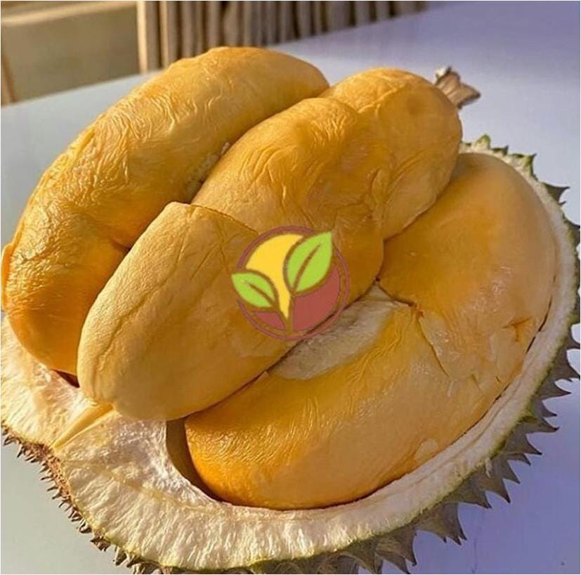 Bibit Durian Duri Hitam Kaki 3 — Ochee Tuban | by Itangnursery | Medium