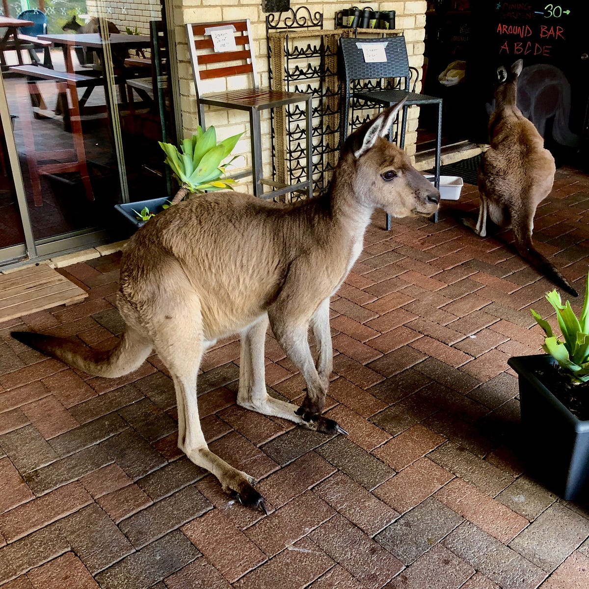 No, Kangaroos Don’t Bounce Down the Street — Yes You Can Have a Beer ...
