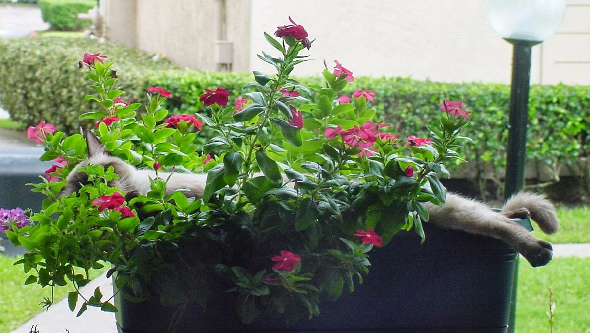 Neutron64: the next evolution of the Neutron code editor | by Paul Bailey | Neutron Studio | Medium