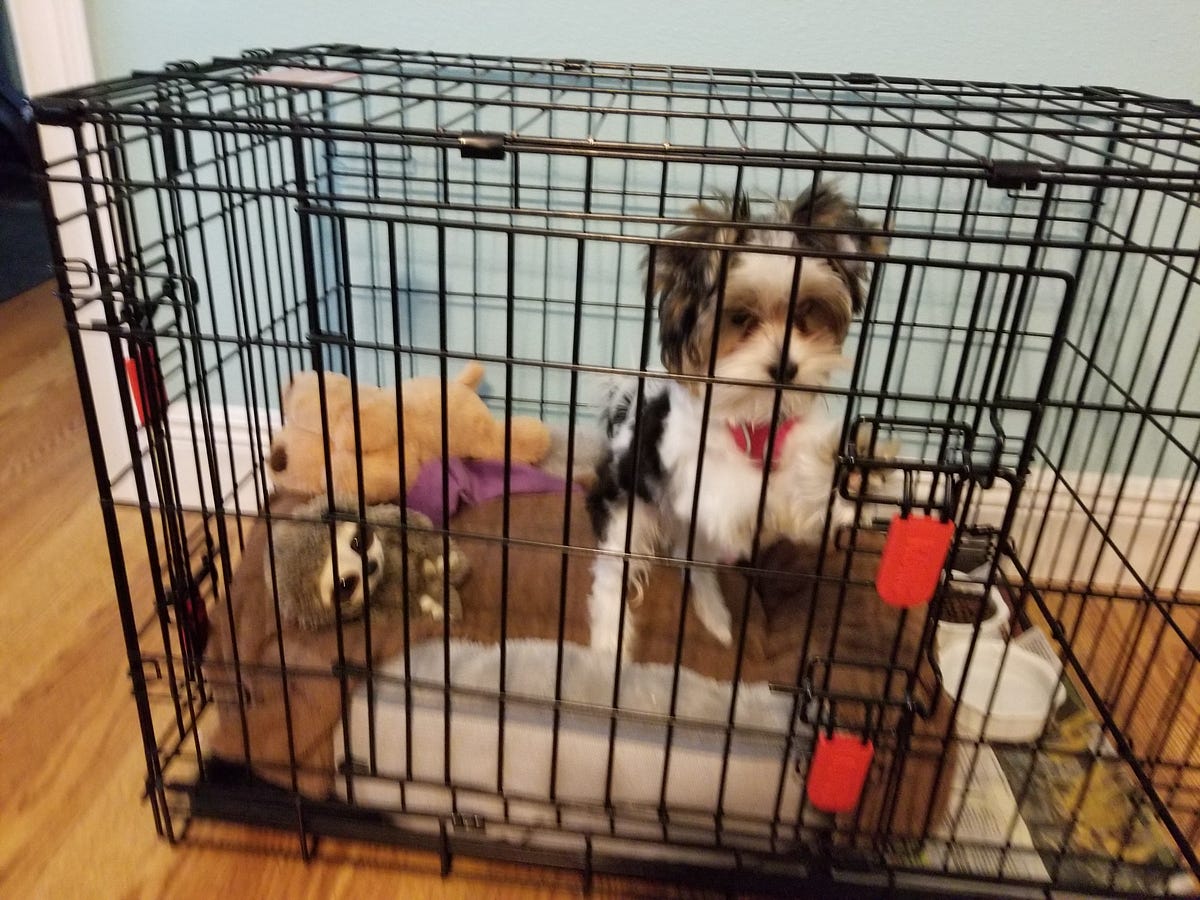 Puppy Crate Training - Keke’s Guide to Training Your Human - Medium