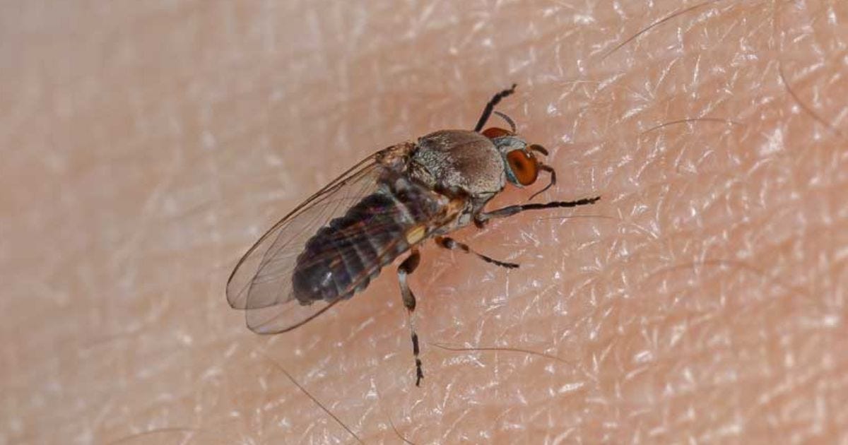 Gnat Bites A Comprehensive Guide To Prevention And Treatment Options By Vistahype Mar 2024