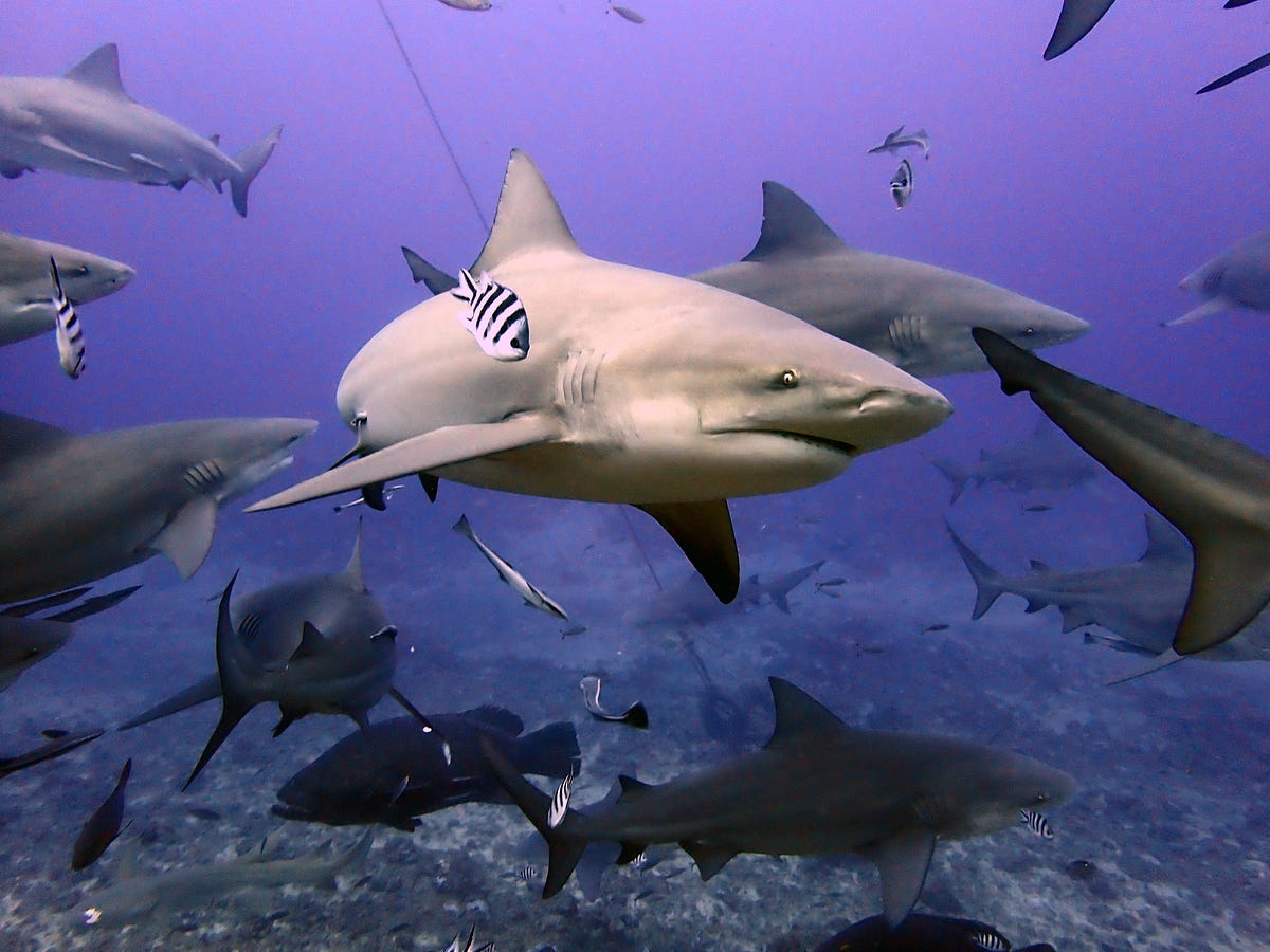 Wildlife Across 7 Continents. And From the Underwater World to the ...