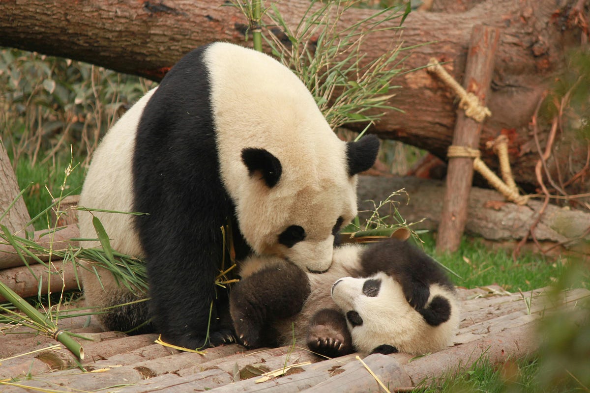 Pandas 3.0 Changes More Than You Think | by Bernd Fischer | Level Up Coding