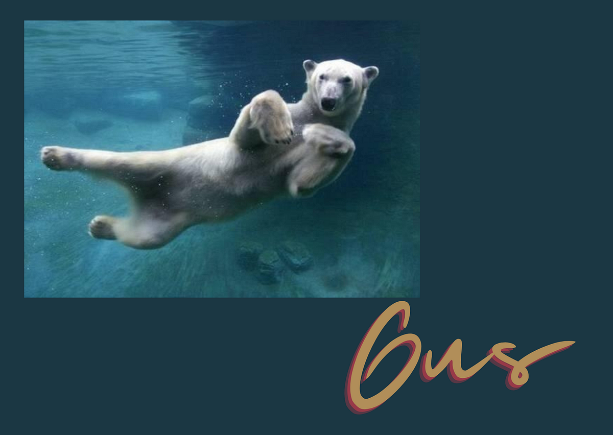 Gus- The Bipolar Bear. World Without Zoos Spotlight Series #2 | by ...
