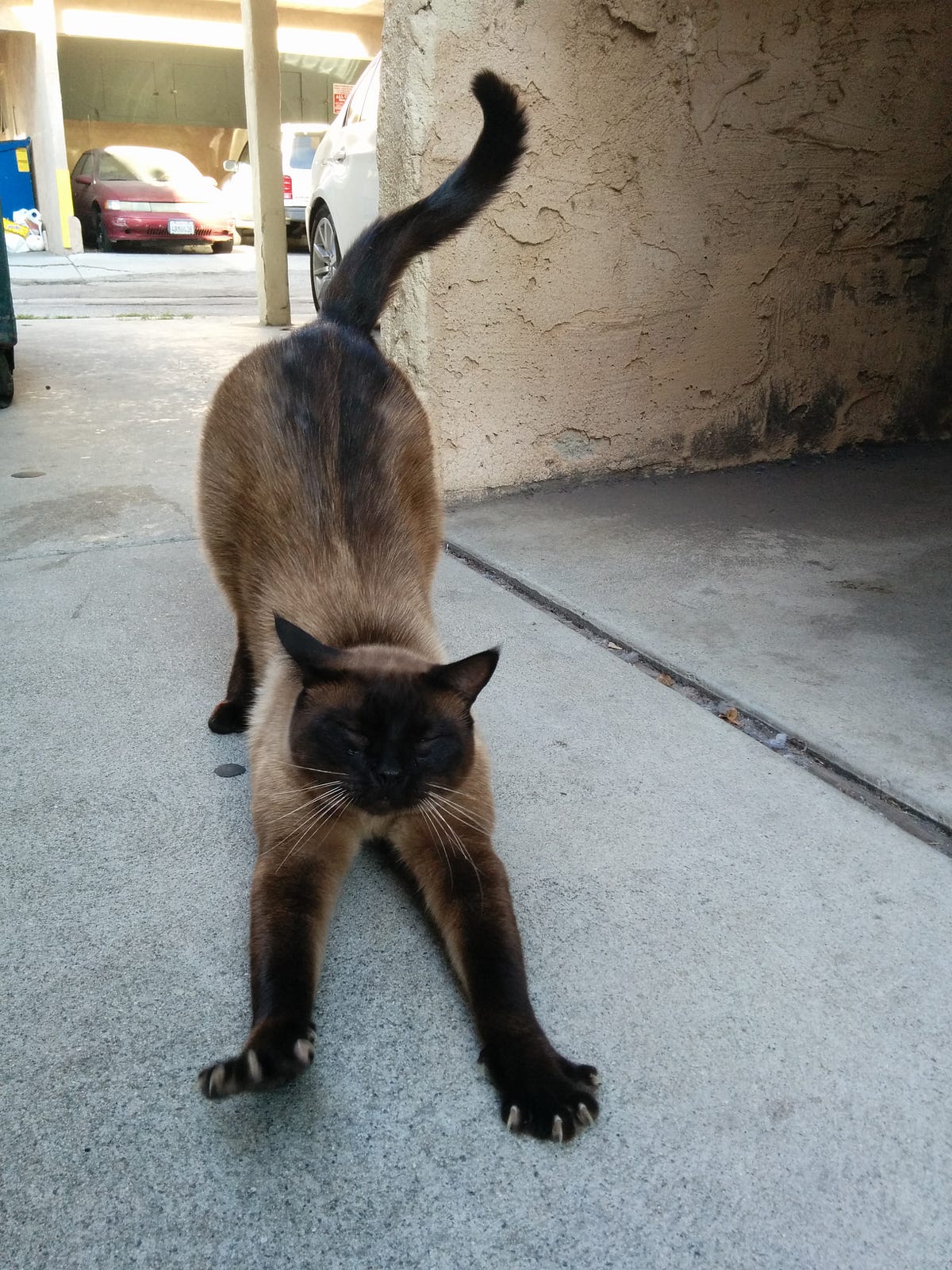 Long back stretch. Furry neighborly yawn | by Rickon LY | Medium
