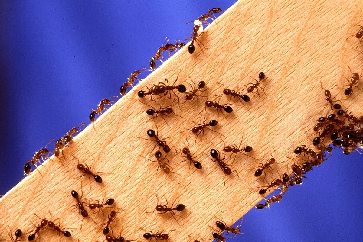 Do Ants Sleep?. Think about it, have you ever seen an… | by Ollie Haas ...