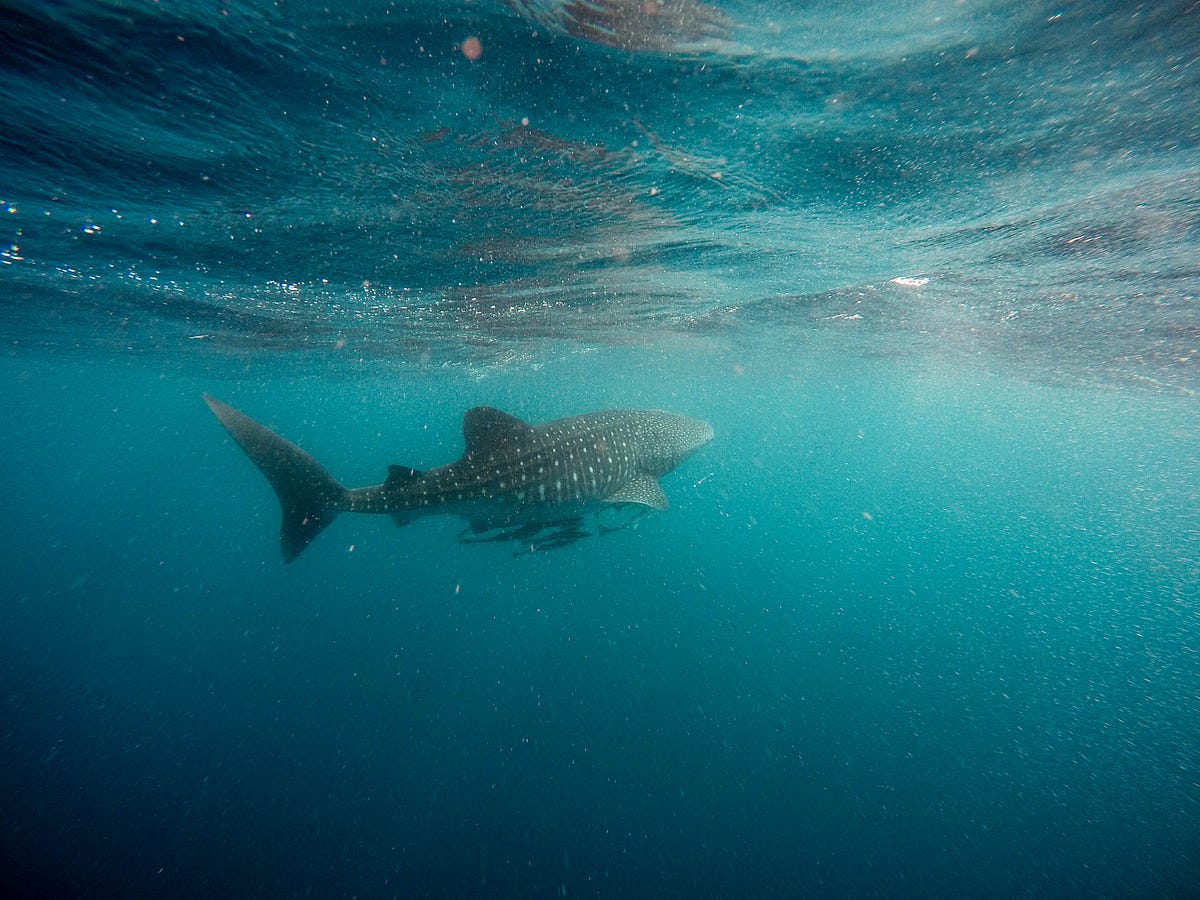 Julian and the Giant Fish. In a moment of panic, Julian let out a… | by ...