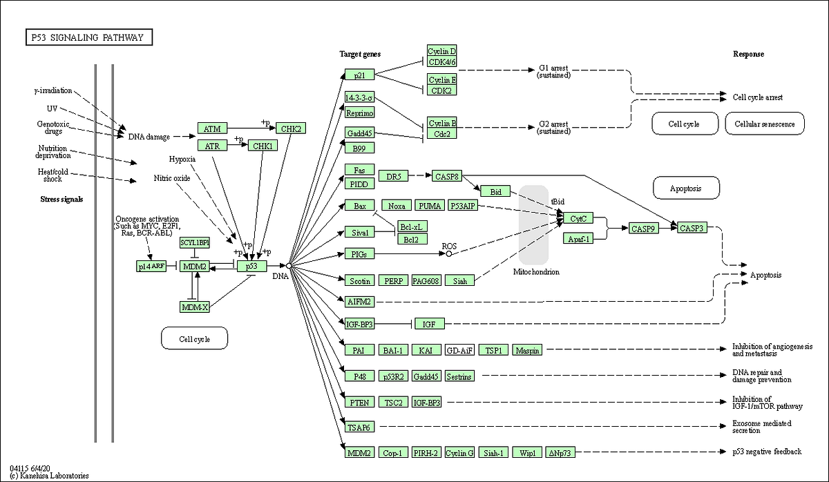 [Pathway analysis for genomic variants] Introduction | by 구이아빠 ...
