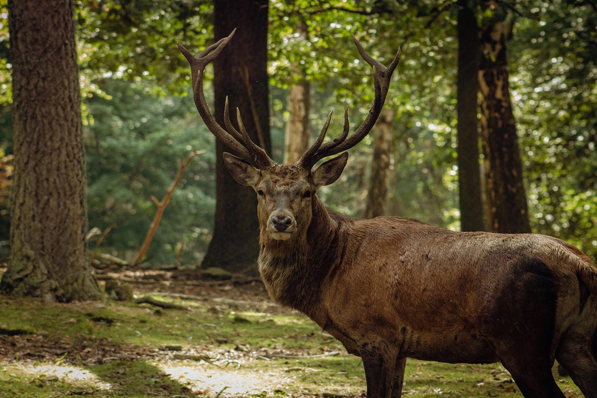 15 Haiku on Hunting. Original poems by me, for you… | by EnsearchofYou ...