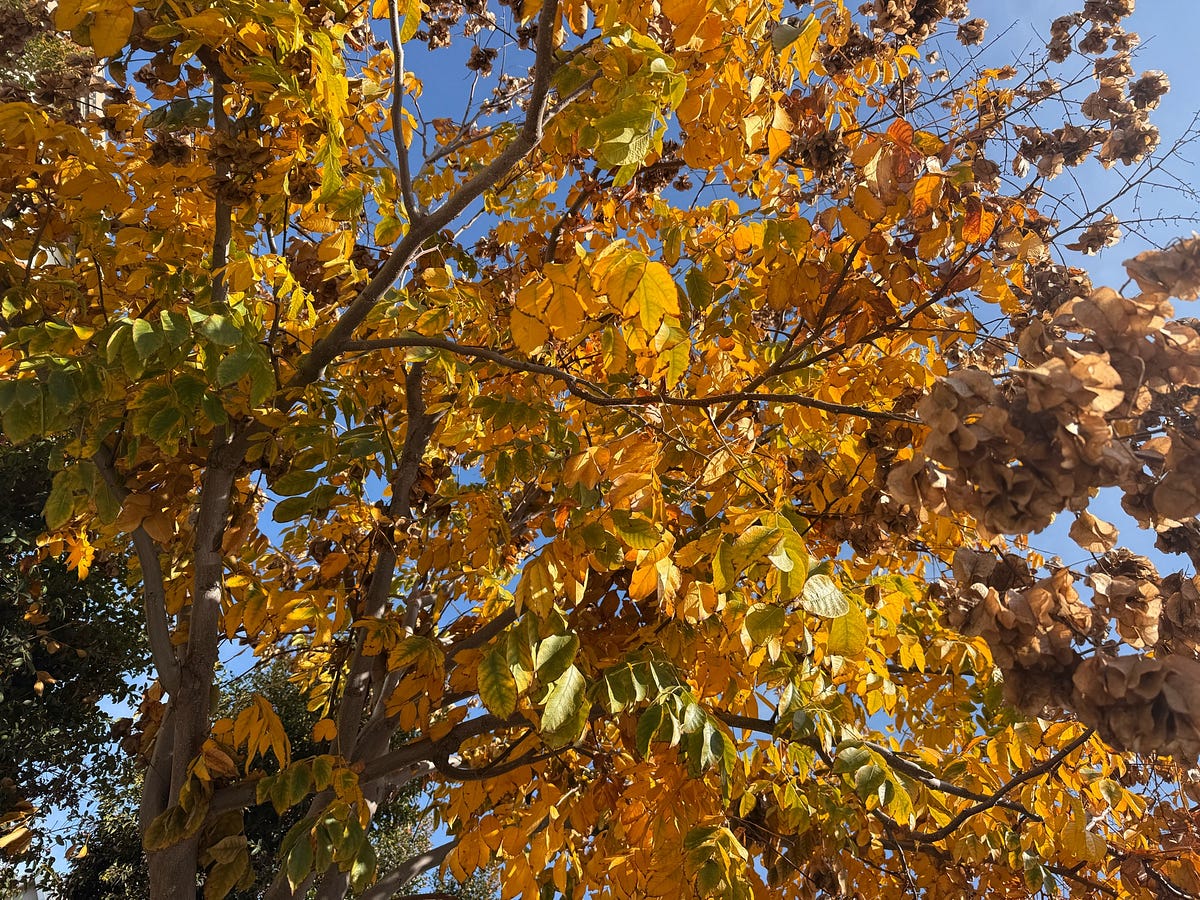 It Was a Leaf Walk Today. Don’t forget to have fun with leaves | by Dr ...