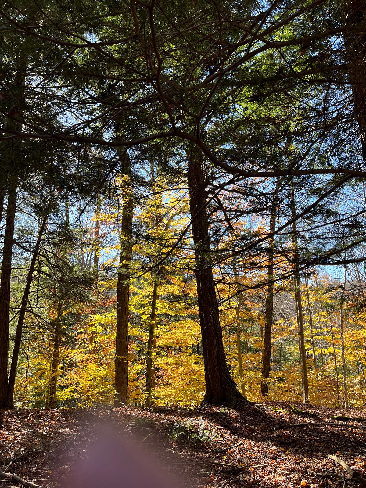 Marcescence. Saturday could not have been more… | by Nancy Adams | Medium