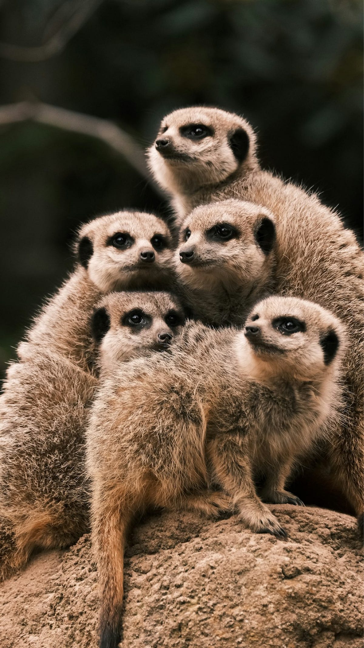 A Long-Awaited Reunion. Bringing the Family Together Again… | by ...