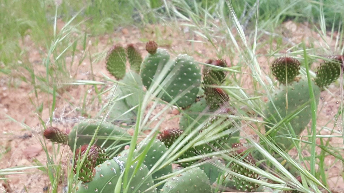 A Day Trip to an Alien World, Zion National Park | by Josh Black | Medium