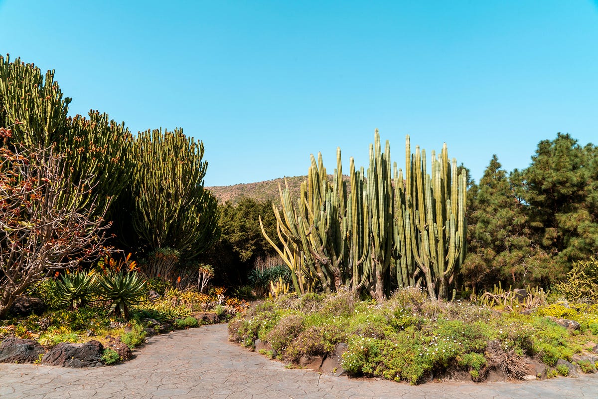 The Cultural Significance of San Pedro Cactus in Andean Traditions: A ...