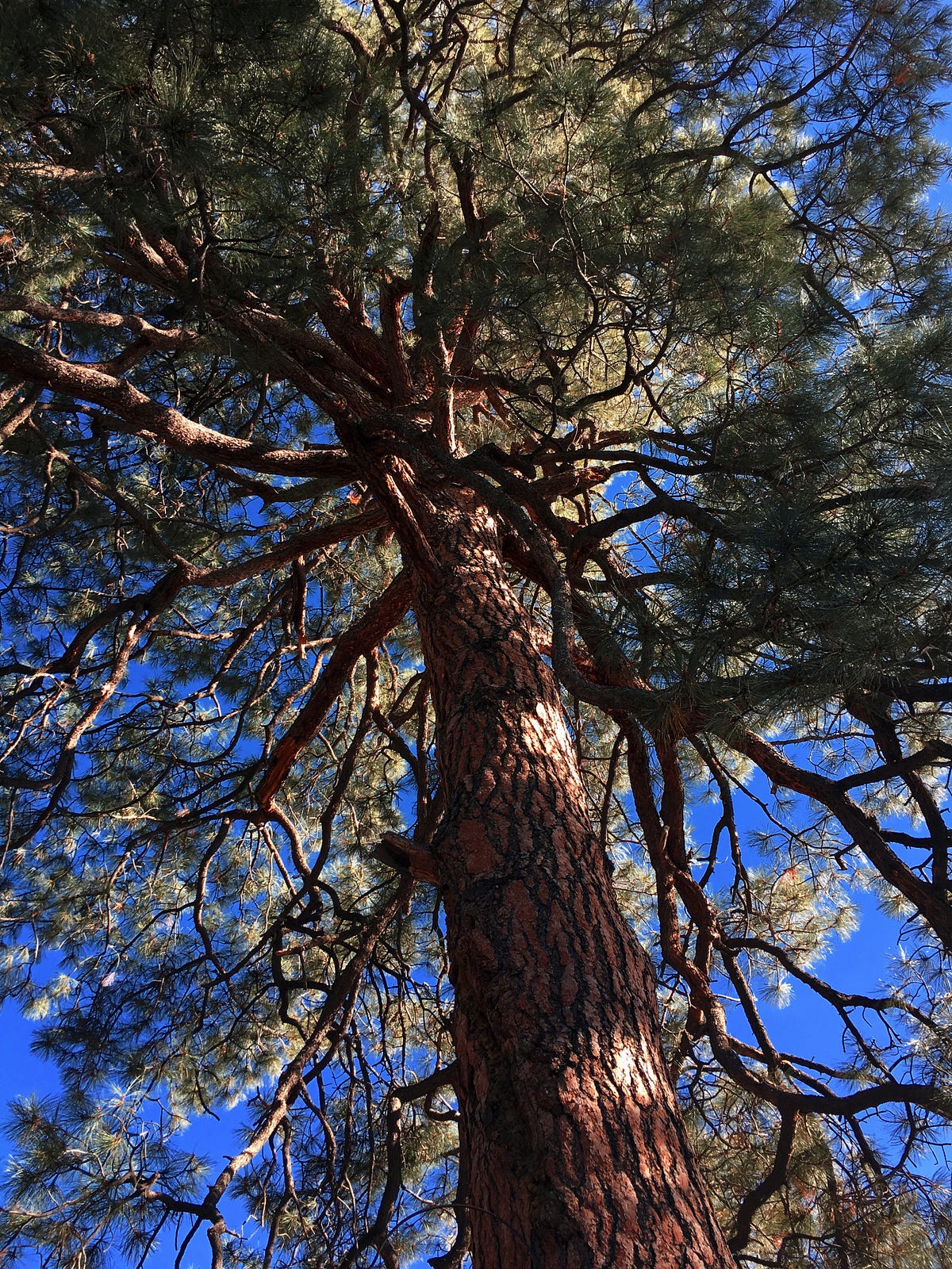 This Tree Became Famous In 1929 Creativity Passed Down | by Gina Fiedel ...