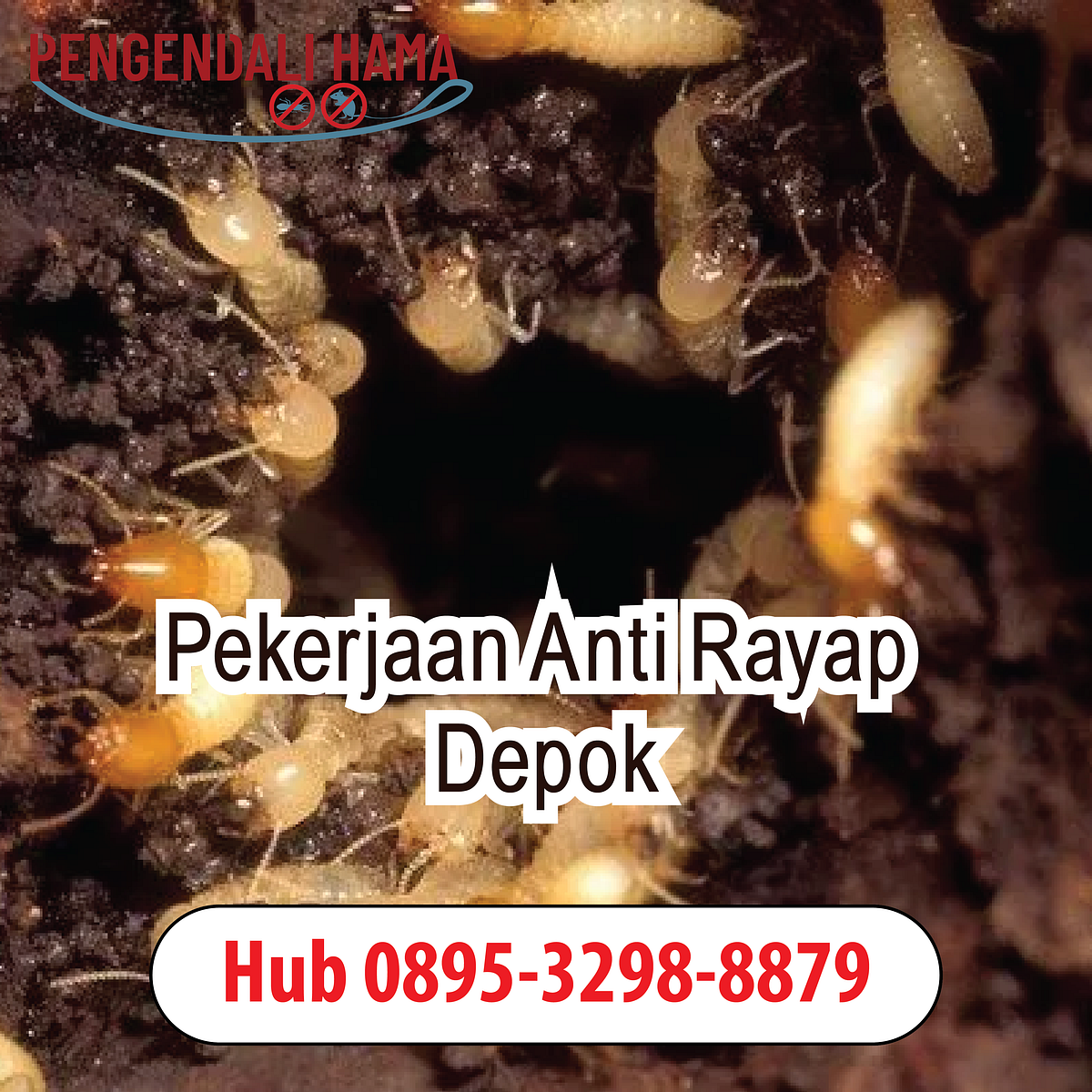 Hub 0895–3298–8879 , Harga Jasa Pembasmi Tikus Kerinci | by (0895-3298 ...