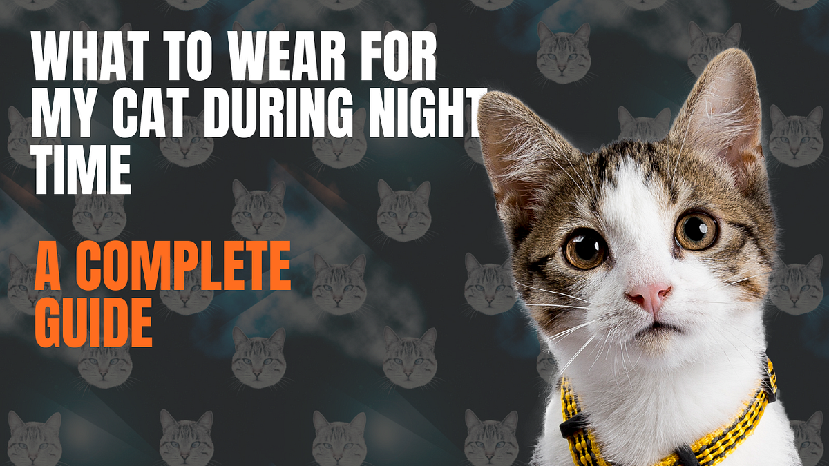 What to Wear for My Cat During Night Time: A Complete Guide | by ...