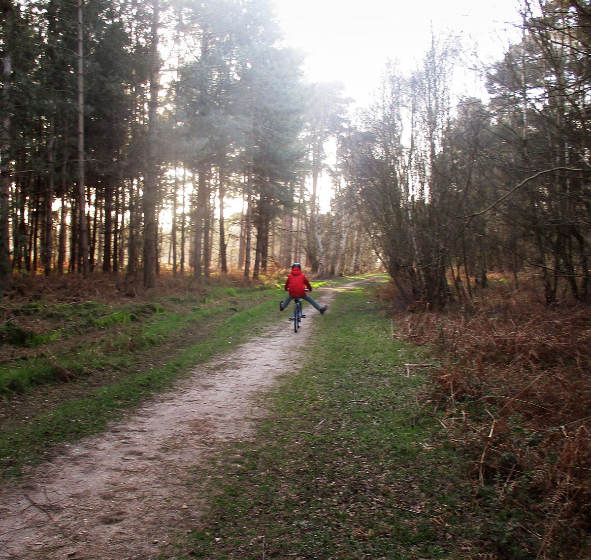 Rendlesham Forest. It’s World Bicycle Day today! And to… | by Suffolk ...