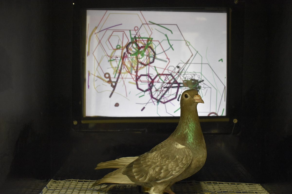 NFT Pigeon Art: Reimagine Reality, Art, & Science. And Meet Darwin All Over Again. | by Aaron ...