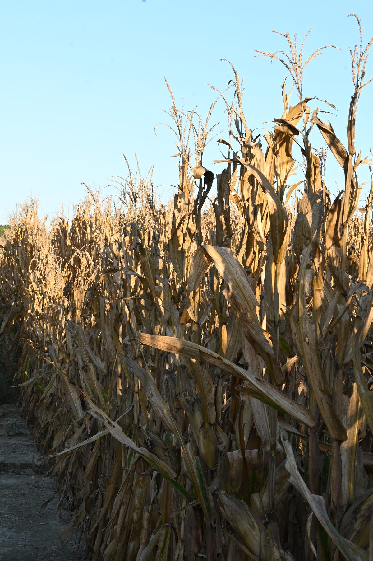 Harvest Time for Corn - Six Word Photo Story Challenge - Medium