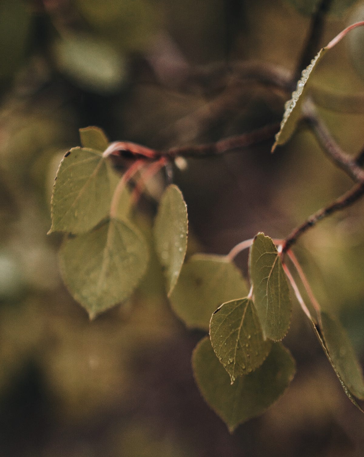 Investing for Compound Interest. Bear in mind this is an… | by Shua ...