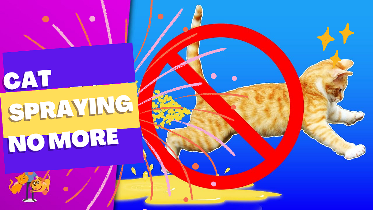 Cat Spraying No More - Thaís Moreira - Medium