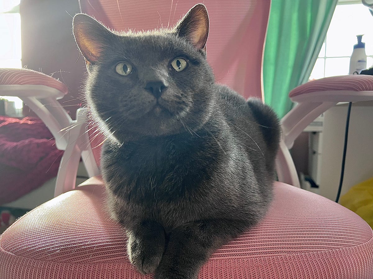 I Turned All the Apps on My Phone Into Pictures of My Cats | by Haylee ...