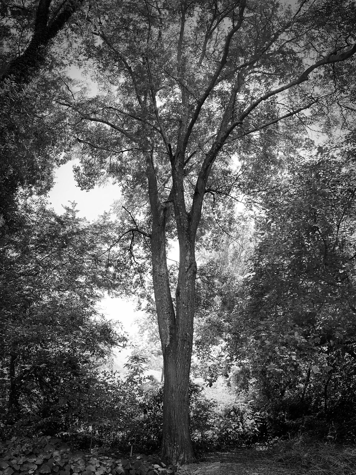 The Orphan Tree. Poem | by Tom Ward | Write Under the Moon | Aug, 2024 ...