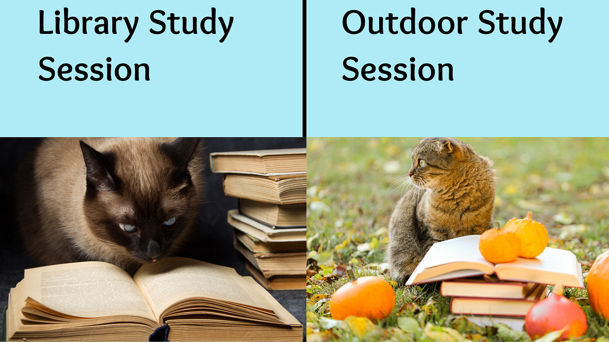 College Memes, Study Session - Monu The Cat - Medium