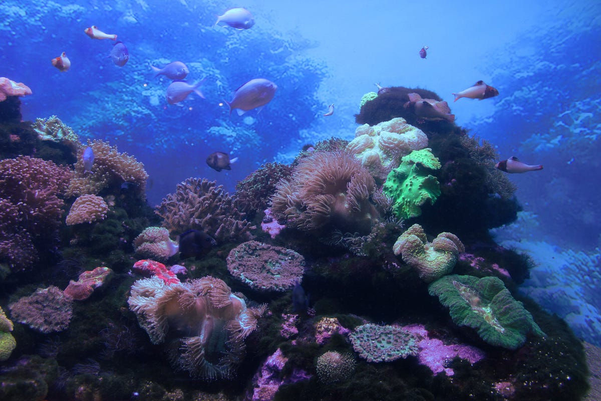 "Underwater Enchantments: Unveiling the Hidden Worlds Beneath the Ocean ...