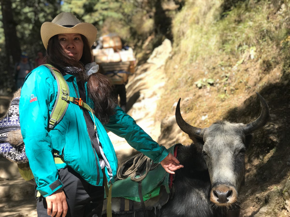 Saving a Dying Dzo. And the magical connection I felt with… | by Upen ...